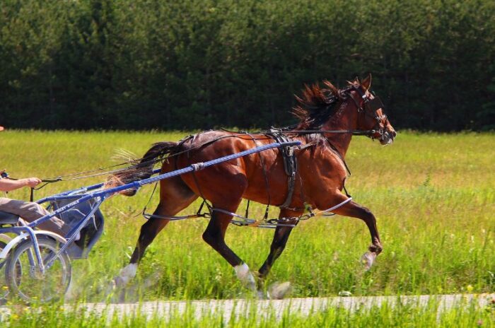 Cheap Horses: 10 Cheap Breeds & Where To Get Them