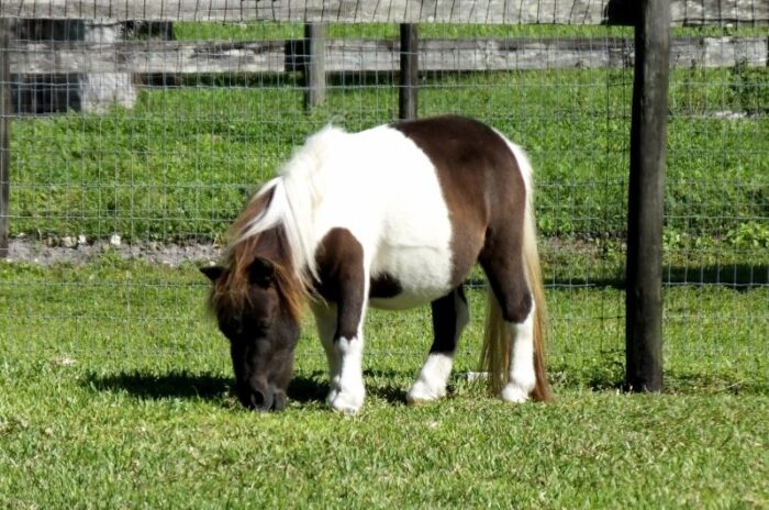 Cheap Horses: 10 Cheap Breeds & Where To Get Them