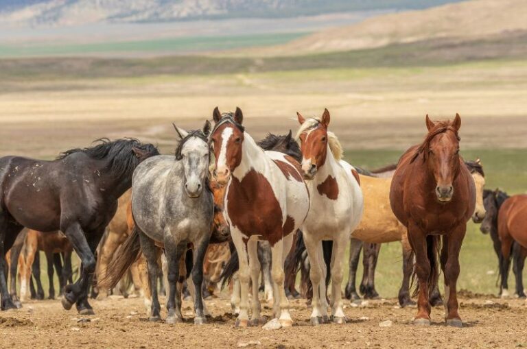 Groups Of Horses: Understanding Herd Dynamics