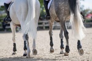 Horse Sheath Cleaning 101: Step-By-Step Guide