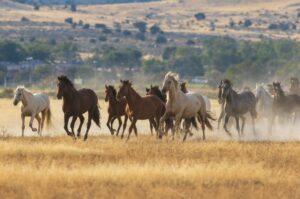 Groups Of Horses: Understanding Herd Dynamics