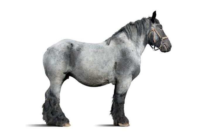 10 Common Blue Roan Horse Breeds (With Pictures & Cost)