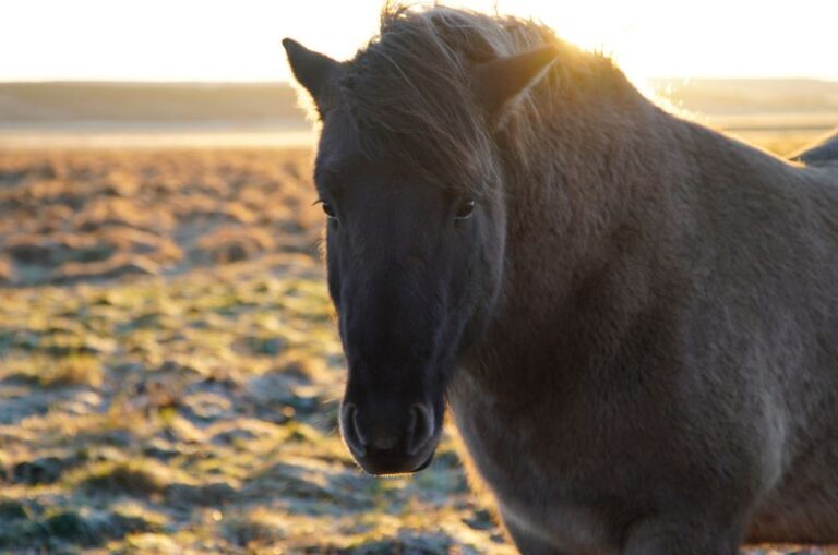 10 Common Blue Roan Horse Breeds (With Pictures & Cost)