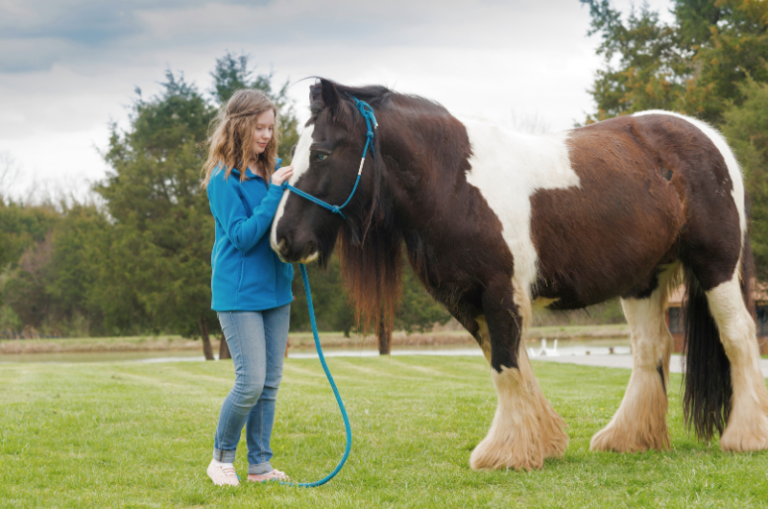 Gypsy Vanner Breed Profile: Cost, Colors, & History