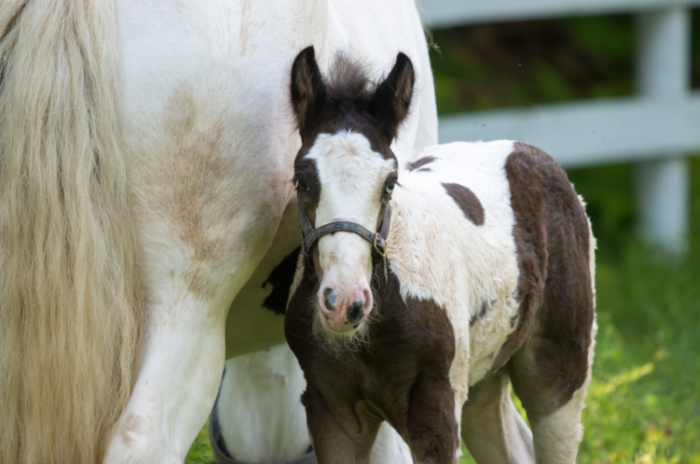 Gypsy Vanner Breed Profile: Cost, Colors, & History