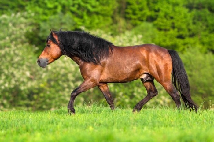 Brown Horse Breeds: 10 Horse Breeds With Brown Coats