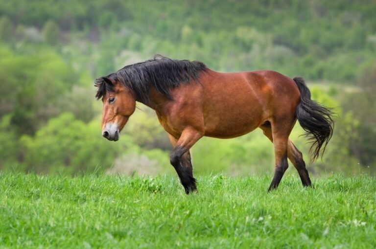 Brown Horse Breeds: 10 Horse Breeds With Brown Coats
