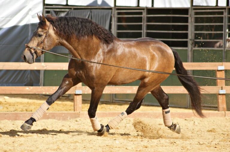 Brown Horse Breeds: 10 Horse Breeds With Brown Coats