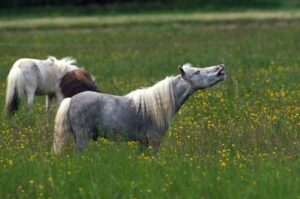 100+ Horse Names For Geldings & Stallions (With Meanings)