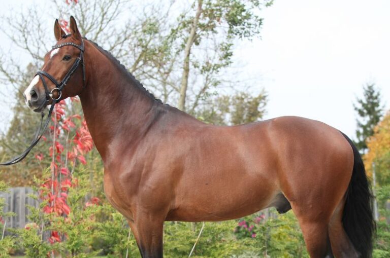 Brown Horse Breeds: 10 Horse Breeds With Brown Coats