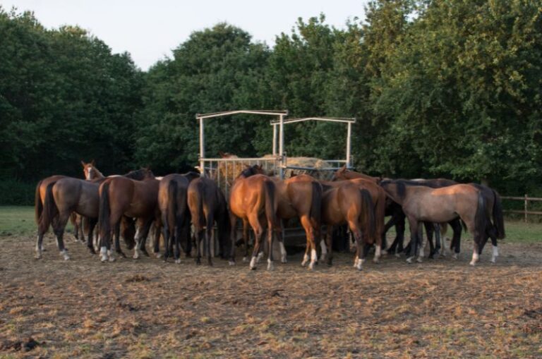 Brown Horse Breeds: 10 Horse Breeds With Brown Coats