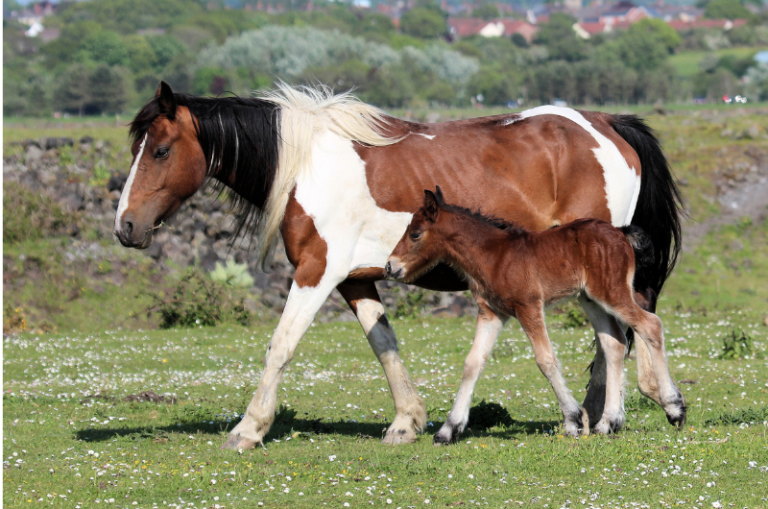50 Horse Names For Mares & Fillies (With Meanings)