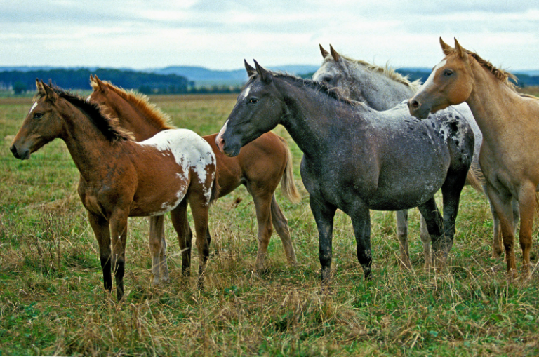 Discover The 11 Most Colorful Horse Breeds