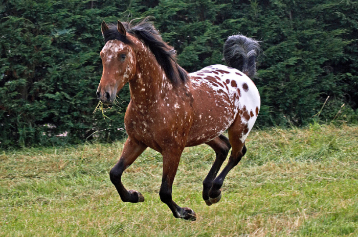 Discover The 11 Most Colorful Horse Breeds