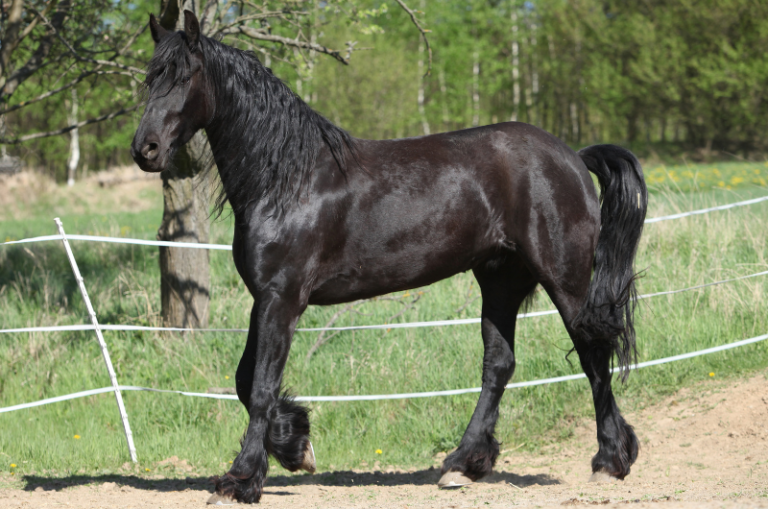 50 Horse Names For Mares & Fillies (With Meanings)