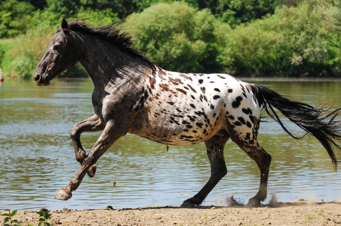 What A Spotty Horse Is Called (The Answer Might Surprise You)