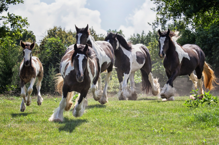 Discover The 11 Most Colorful Horse Breeds