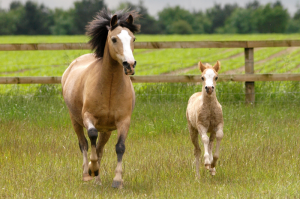 50 Horse Names For Mares & Fillies (With Meanings)