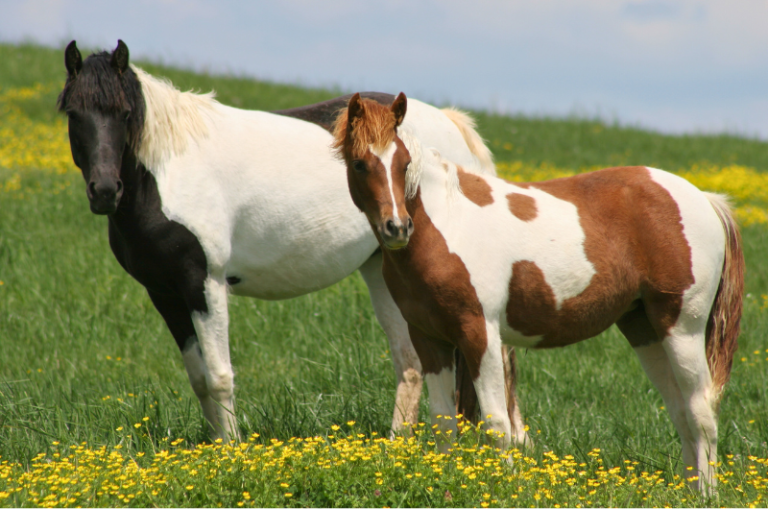 Discover The 11 Most Colorful Horse Breeds