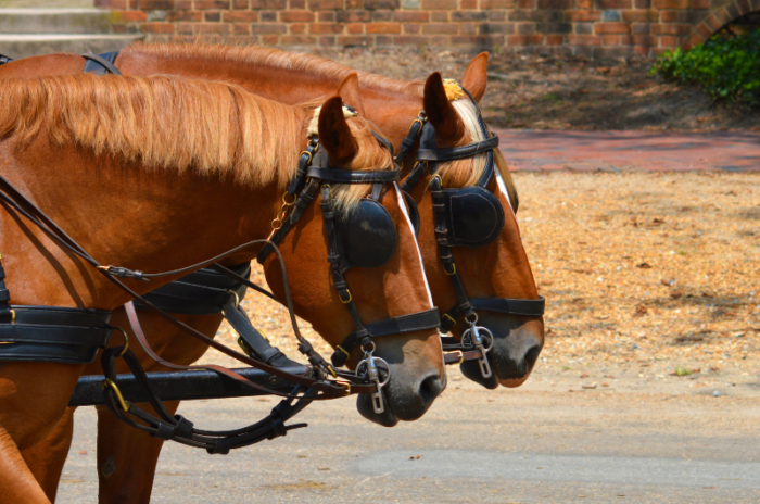 Why Do Horses Wear Blinders? Top Reasons Explained