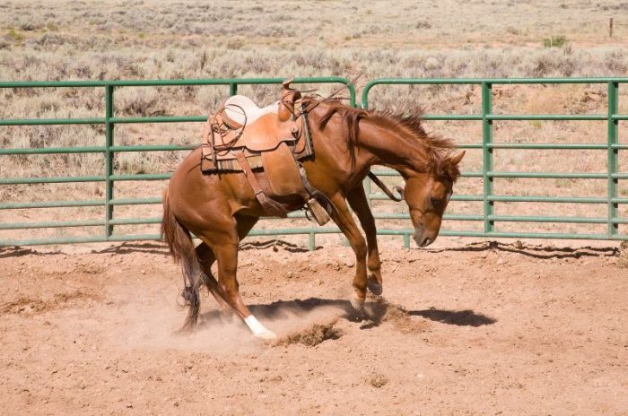 How To Respond When Your Horse Starts Bucking