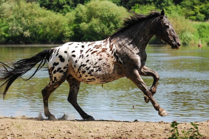 Top 11 Spotted Horse Breeds To Fall In Love With