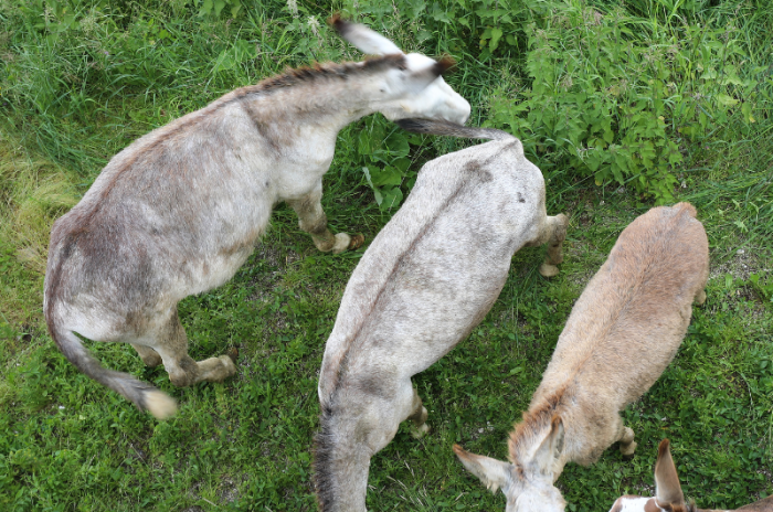 Why Donkeys Have A Cross On Their Back: Cause & Meaning