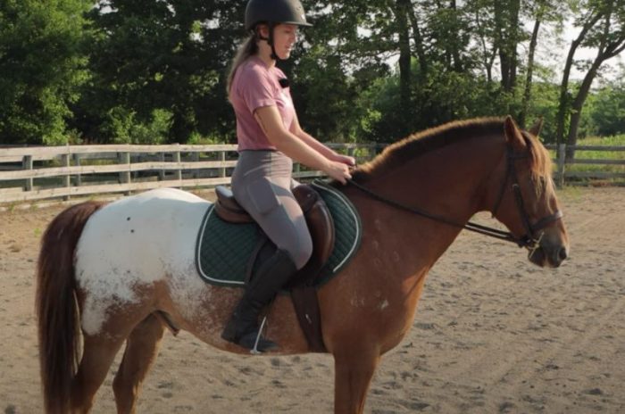 How to Ask Your Horse to Canter: Step-by-Step Guide