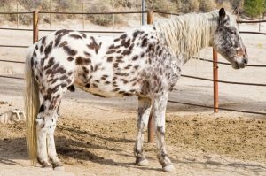 Top 11 Spotted Horse Breeds To Fall In Love With