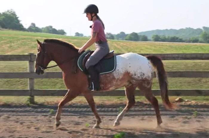 How to Ask Your Horse to Canter: Step-by-Step Guide