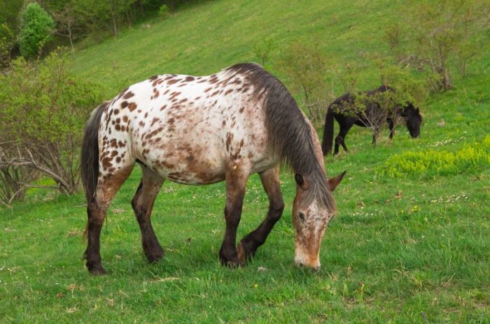 Top 11 Spotted Horse Breeds To Fall In Love With