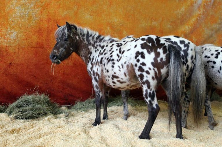 Top 11 Spotted Horse Breeds To Fall In Love With