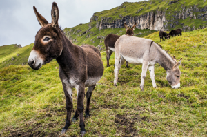 Why Donkeys Have A Cross On Their Back: Cause & Meaning