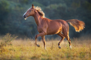 Chestnut vs. Sorrel Horse: Key Differences Explained