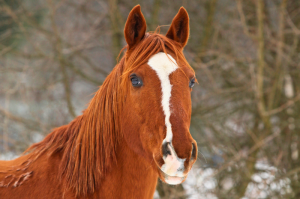 Chestnut vs. Sorrel Horse: Key Differences Explained