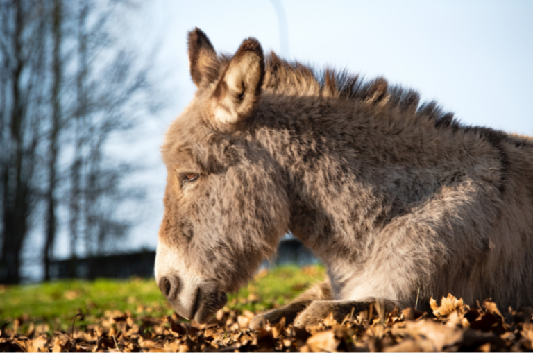 Why Donkeys Have A Cross On Their Back: Cause & Meaning