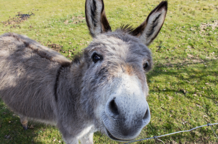 Why Donkeys Have A Cross On Their Back: Cause & Meaning