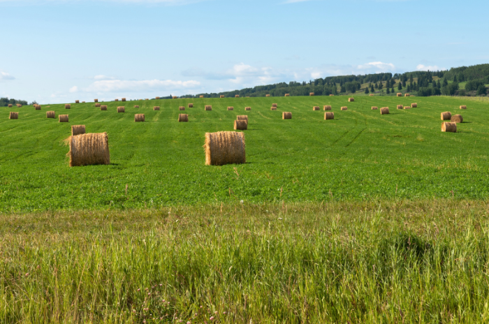 Round Hay Bales: Why They’re Round, Uses, and Cost