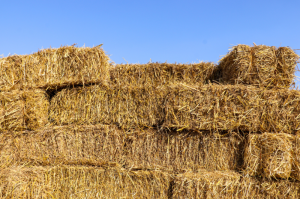 Round Hay Bales: Why They’re Round, Uses, and Cost