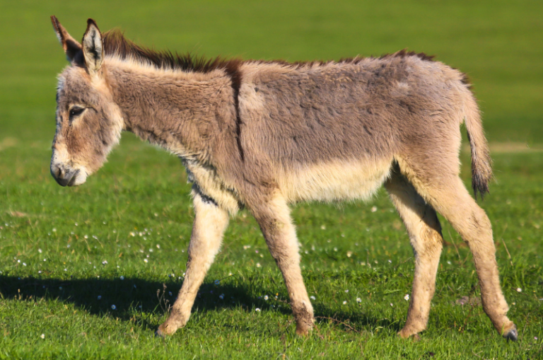 Why Donkeys Have A Cross On Their Back: Cause & Meaning