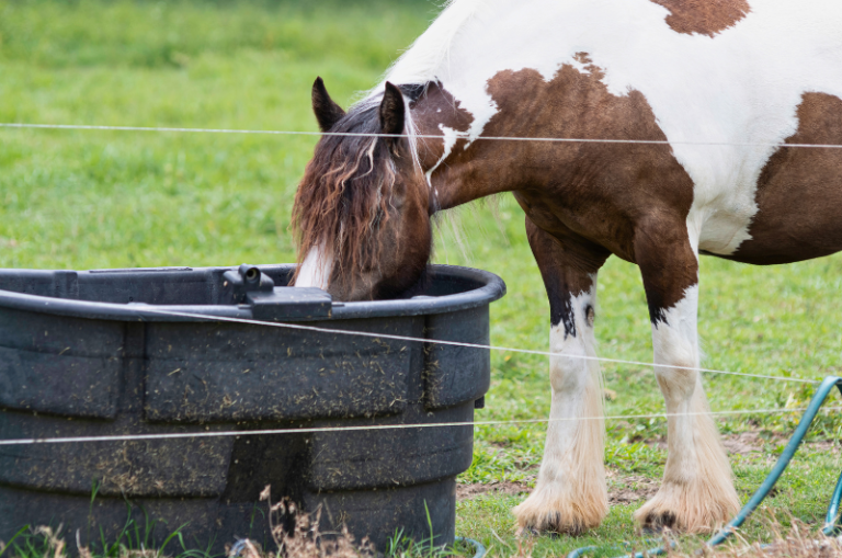 Best Water Troughs For Horses - Ultimate Guide