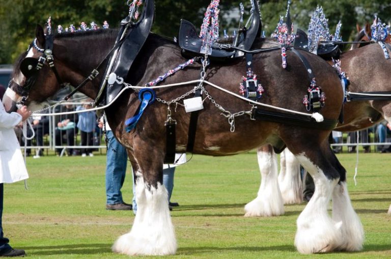Types of Draft Horse Breeds (With Pictures)