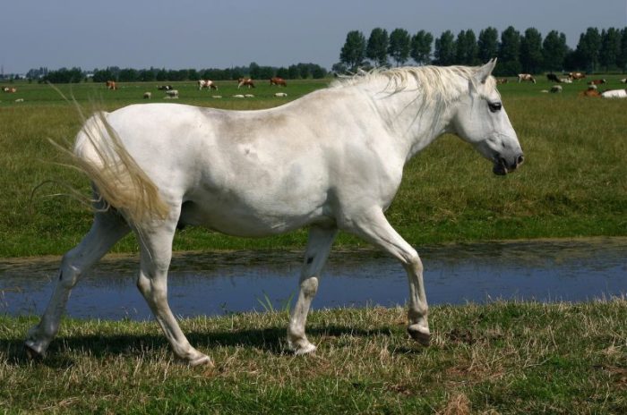 Horse Gaits 101: Gait Guide For Beginners