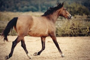 Horse Gaits 101: Gait Guide For Beginners