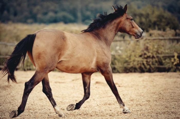 Horse Gaits 101: Gait Guide For Beginners