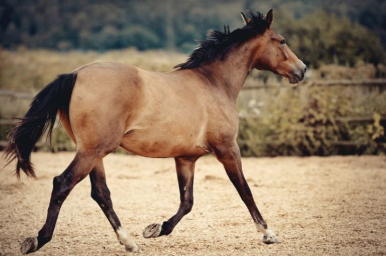Horse Gaits 101: Gait Guide For Beginners