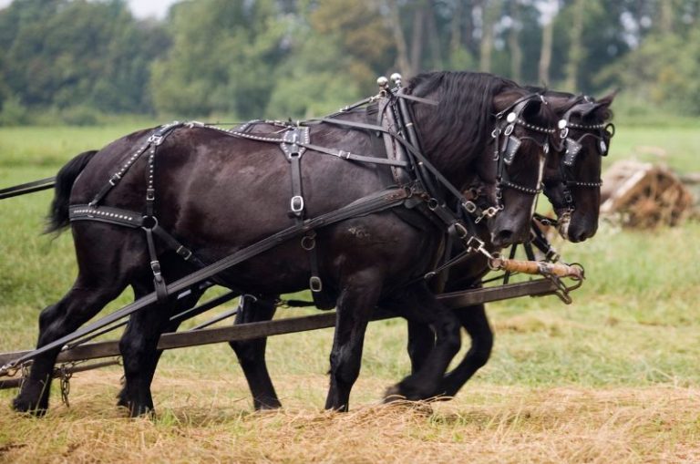 Types of Draft Horse Breeds (With Pictures)