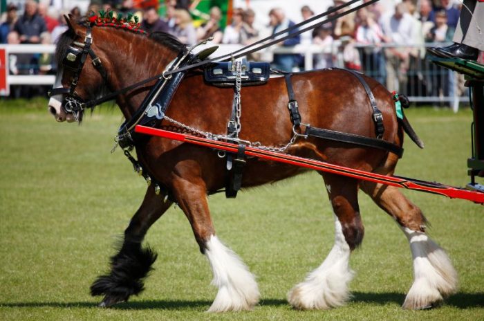 Types of Draft Horse Breeds (With Pictures)