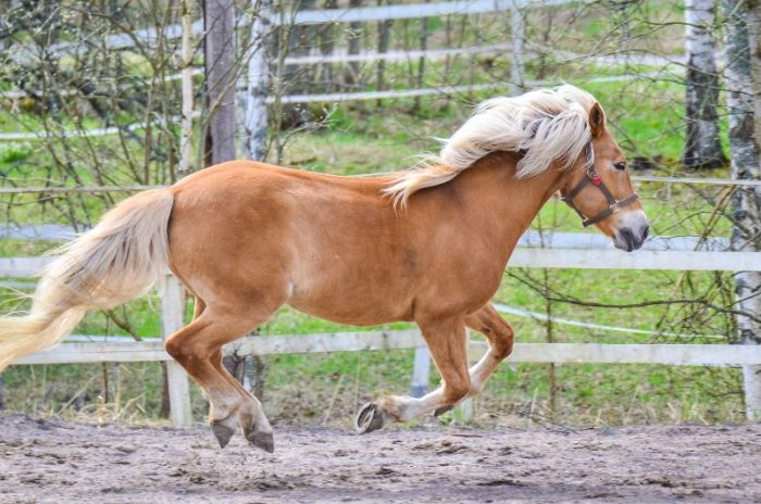Horse Gaits 101: Gait Guide For Beginners