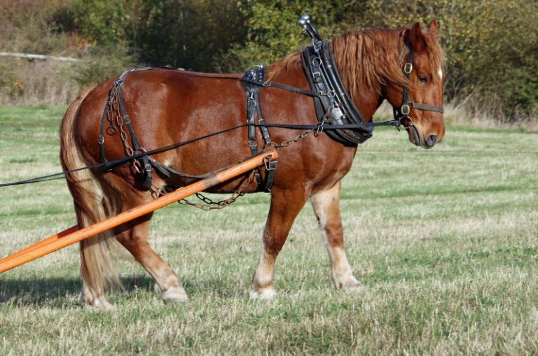 Types of Draft Horse Breeds (With Pictures)